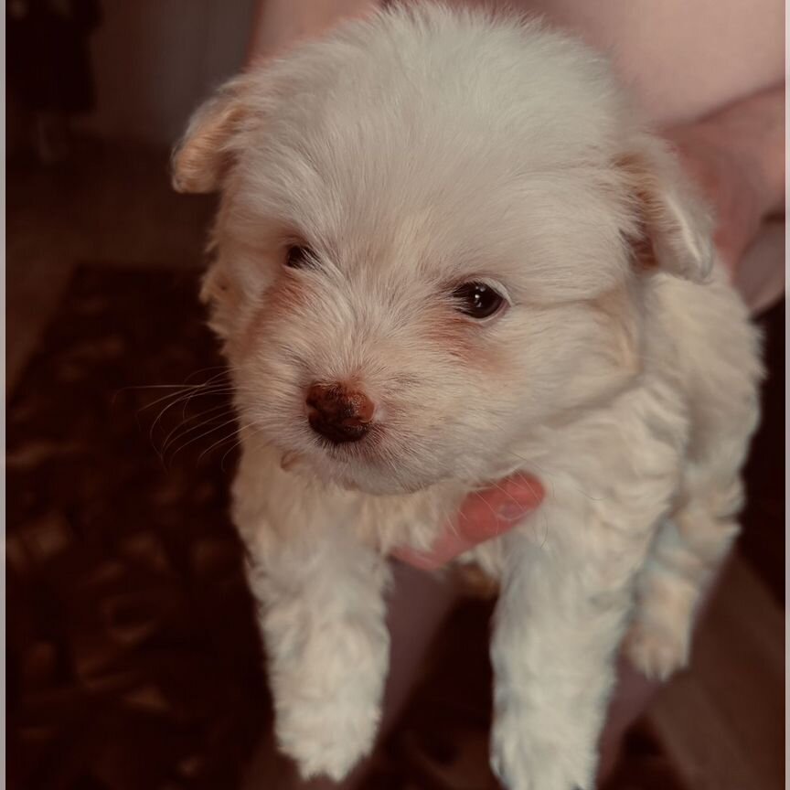 Мальтипу, щенок