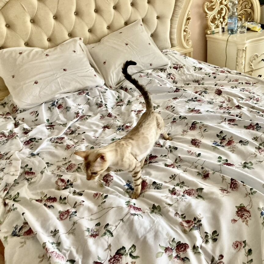 Бенгальская кошка линкс