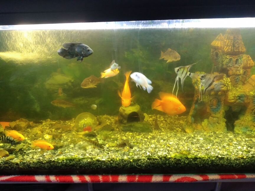 Аквариумы с рыбками