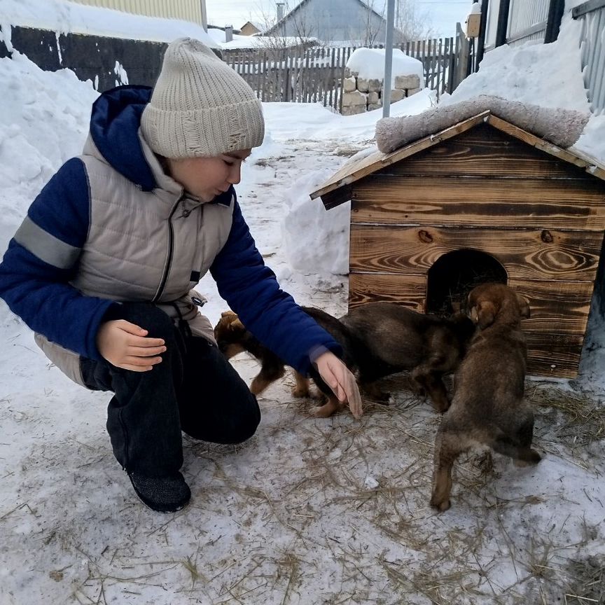 Щенок в добрые руки