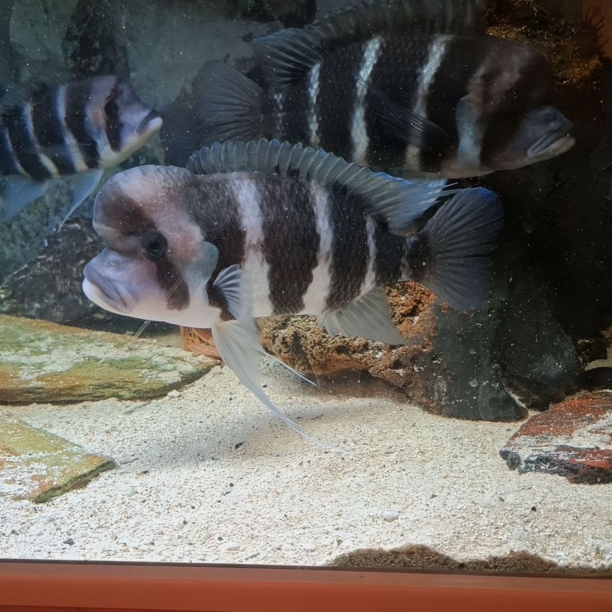 Аквариумные рыбки цихлиды