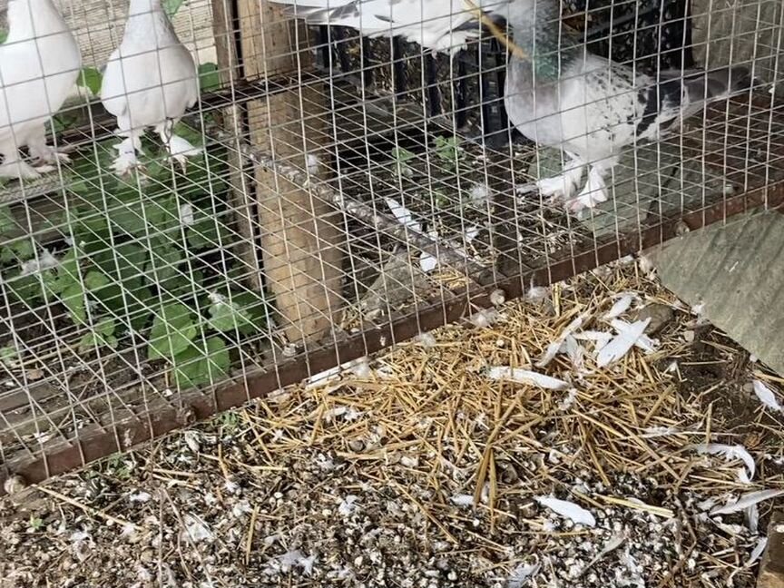 Голуби, турецкая такла