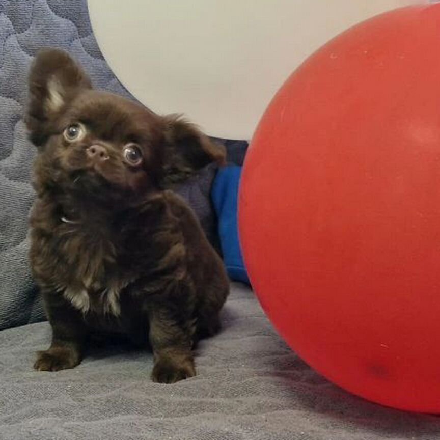 Чихуахуа, щенок