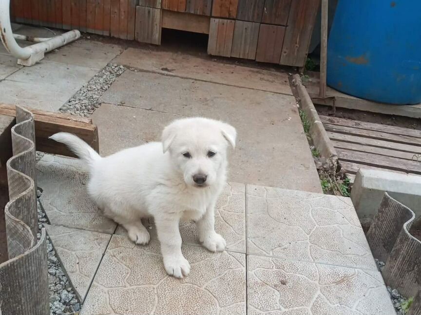 Щенок, помесь лайка-маламут