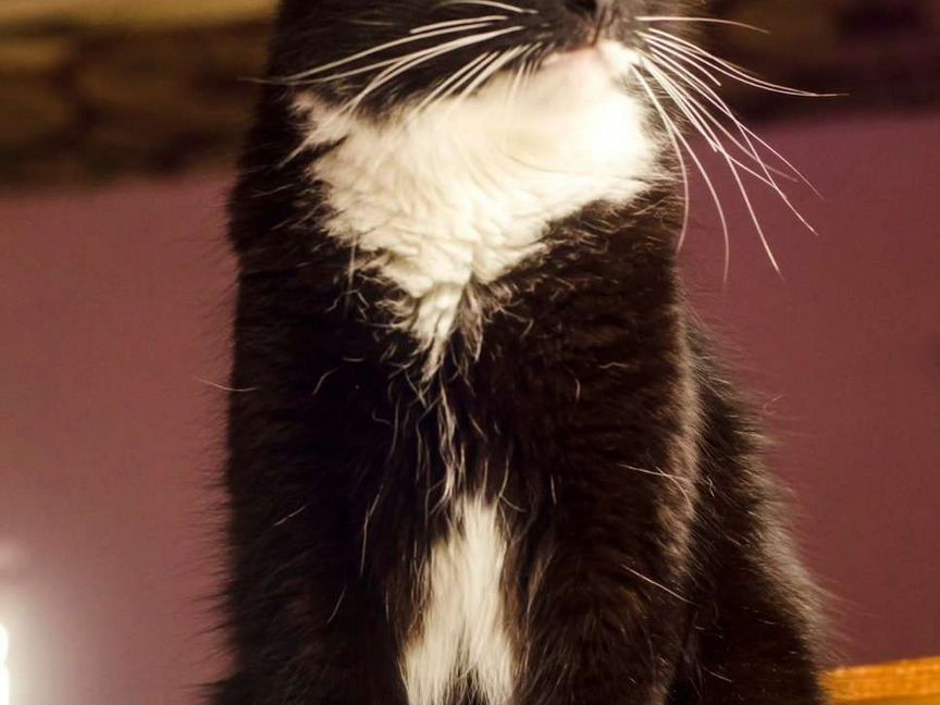 Котик в хорошие руки