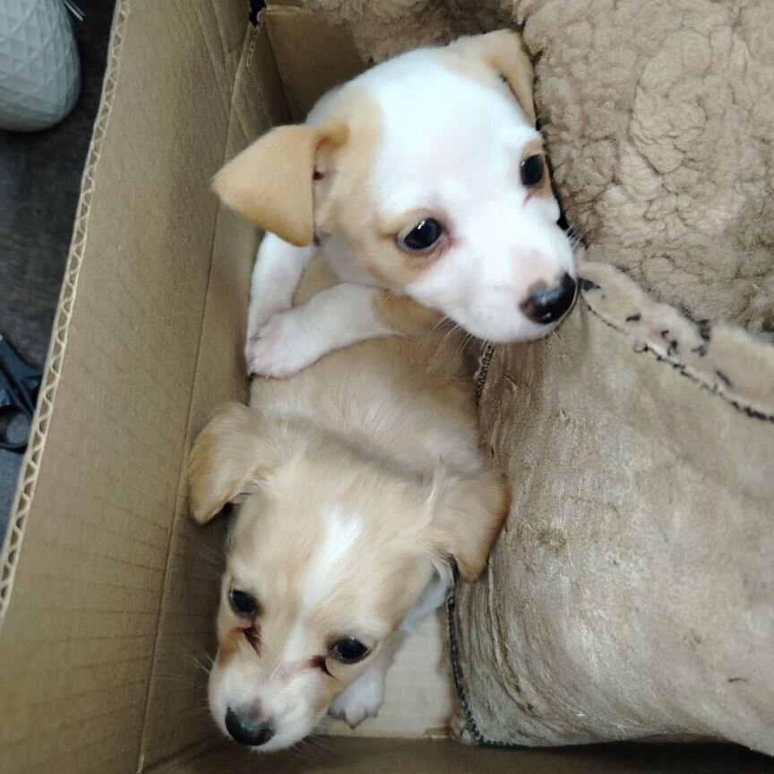 Русский той-терьер, щенок