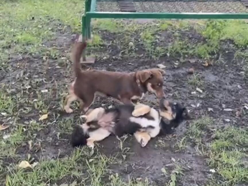 Собака в добрые руки отдам бесплатно