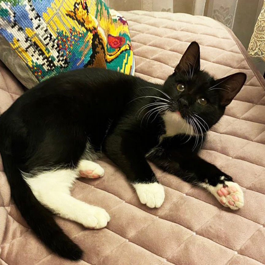 Максимка котёнок 5 месяцев