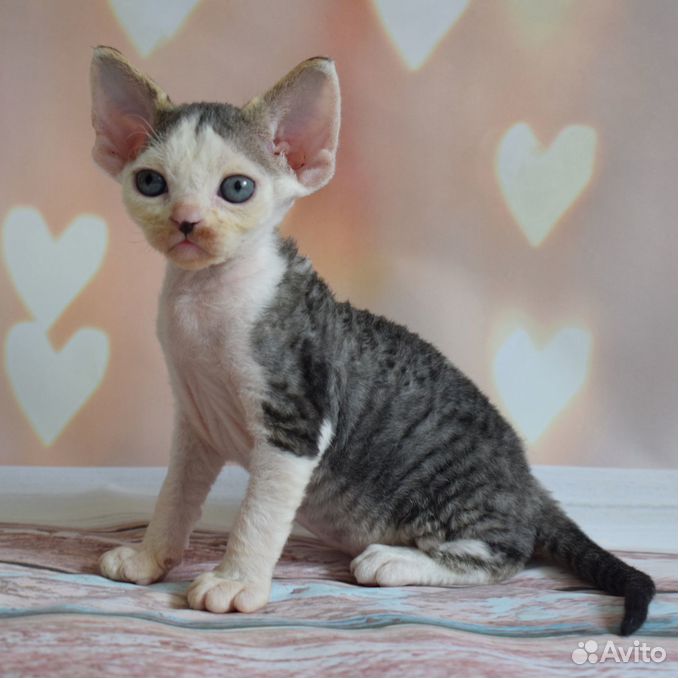 Котик Devon Rex