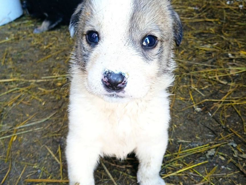 Щенки в добрые ручки