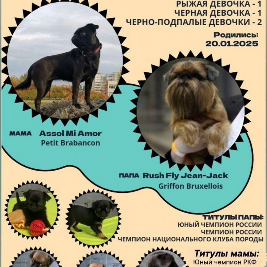 Пти барбарсон щенки