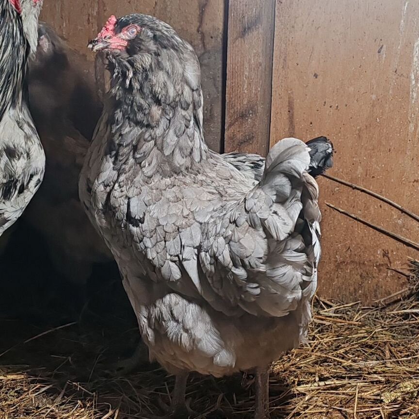 Амерукана куры