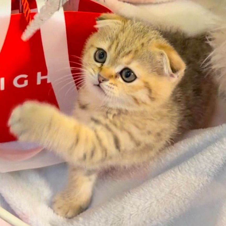 Шотландский вислоухий короткошёрстный котёнок