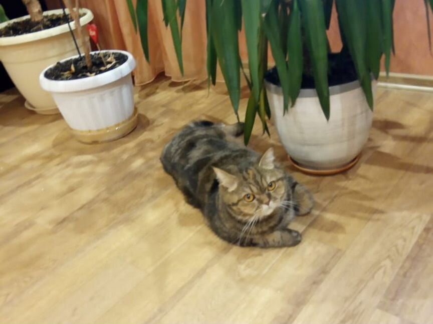 Отдам кошку в добрые руки