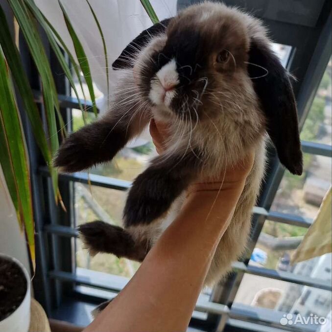 Кролик вислоухий