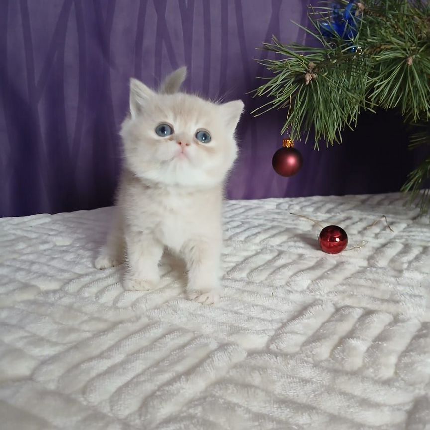 Британская