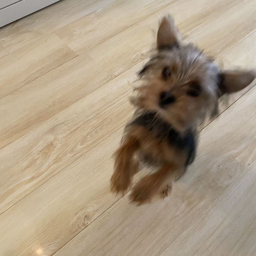 Йоркширский терьер