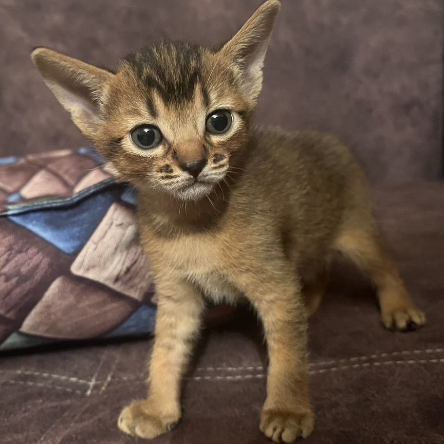 Чаузи котёнок