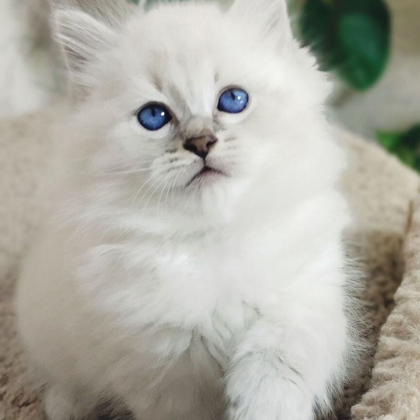 Невские маскарадные котята.С документами