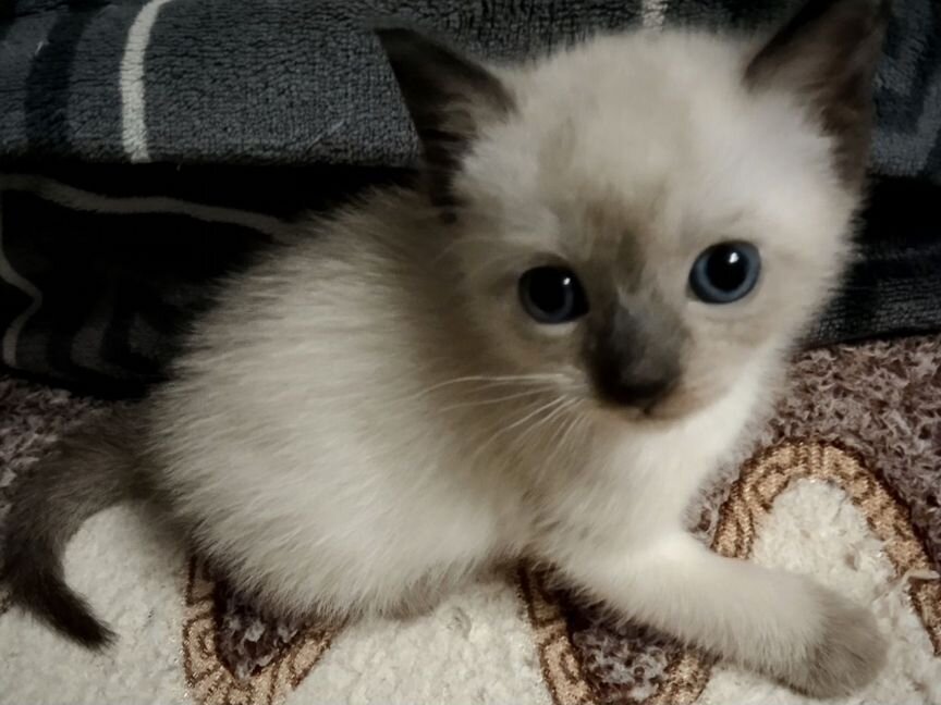 Тайские котята