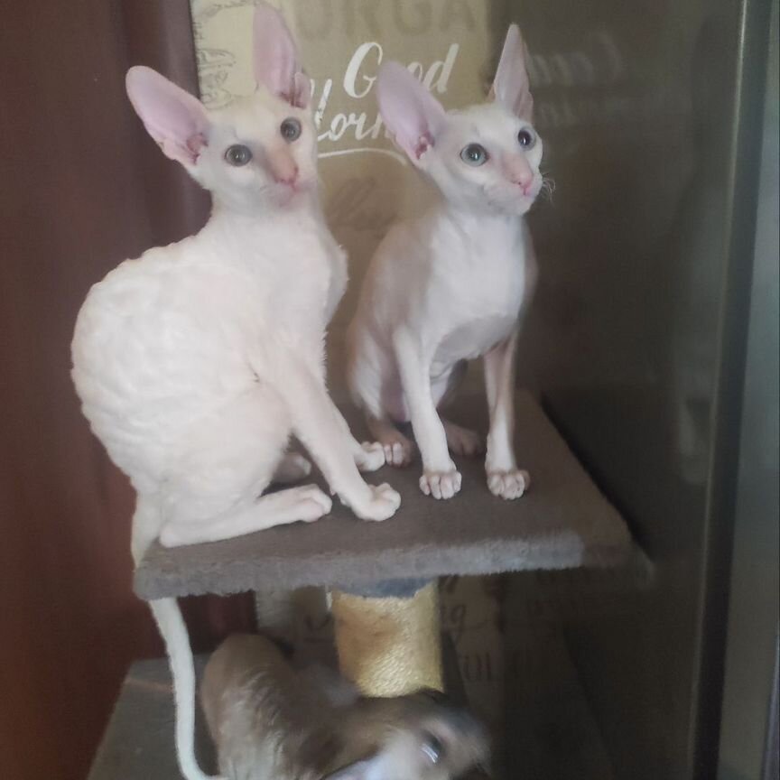 Кошки породистые Корниш рекс