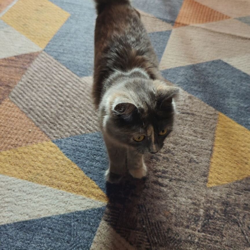 Кошки в добрые руки