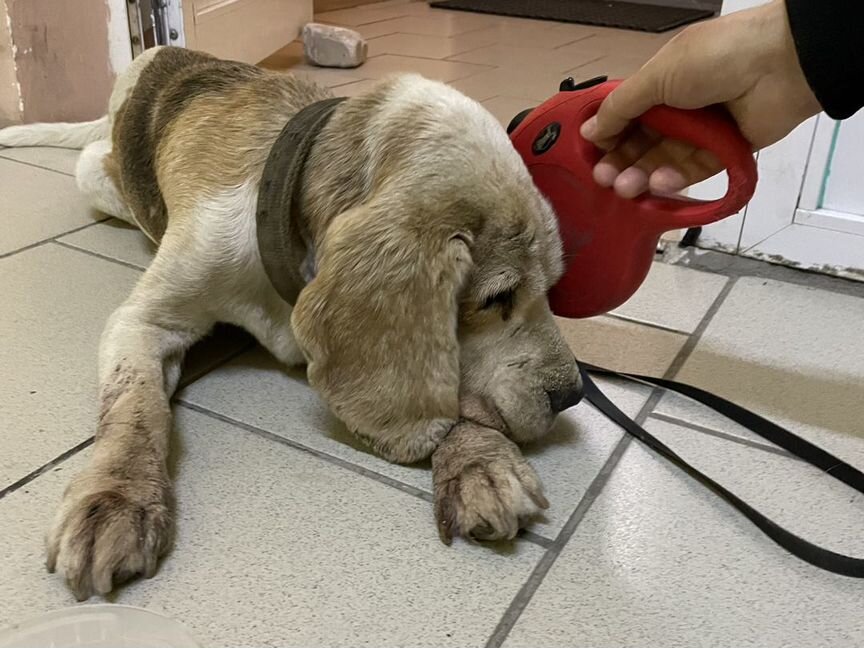 Найдена собака