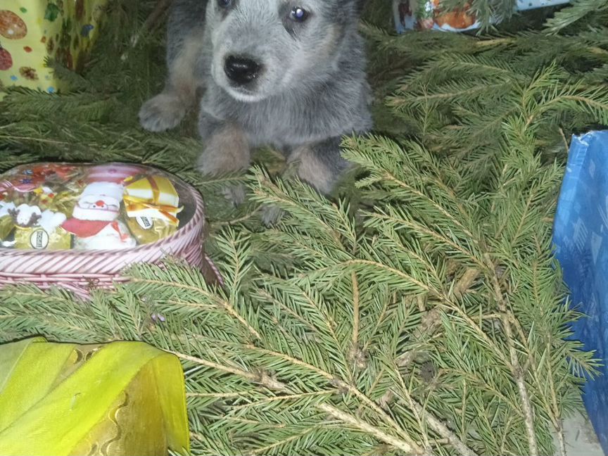 Собака