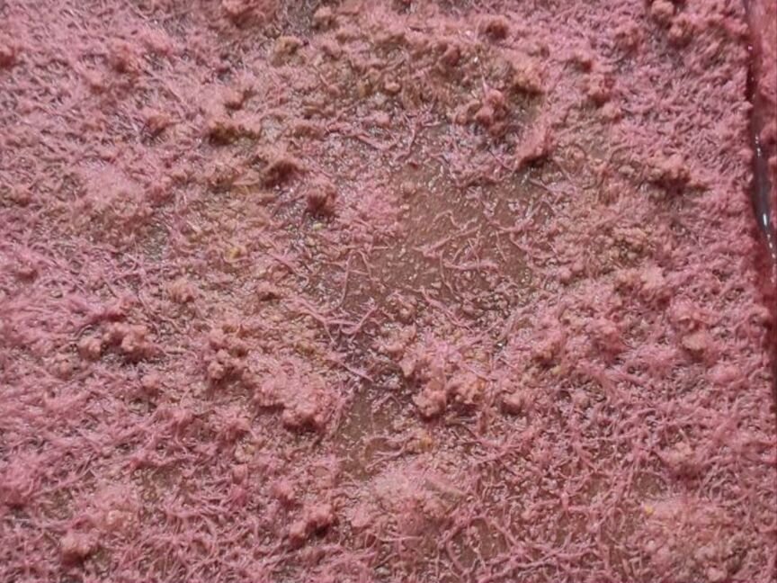 Трубочник Изя