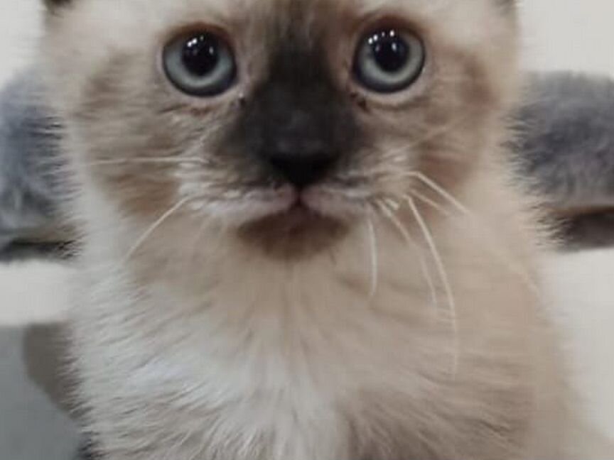 Котята тайские