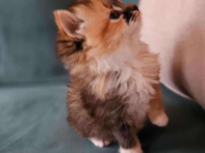 Сибирские котята
