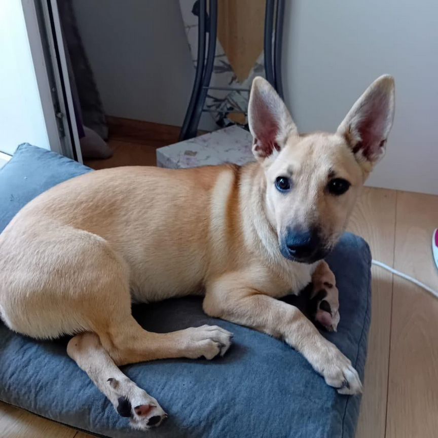 Небольшая собака в добрые руки