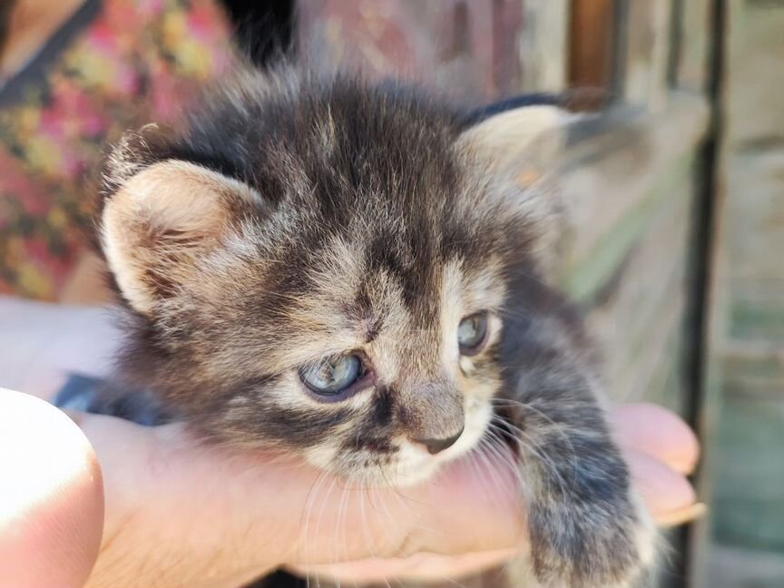 Котята в добрые руки бесплатно