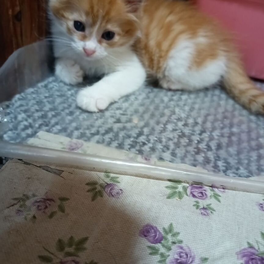 Котята в добрые руки