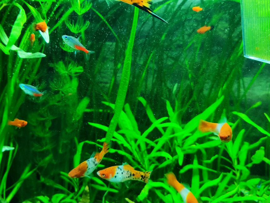 Аквариумные рыбки, растения