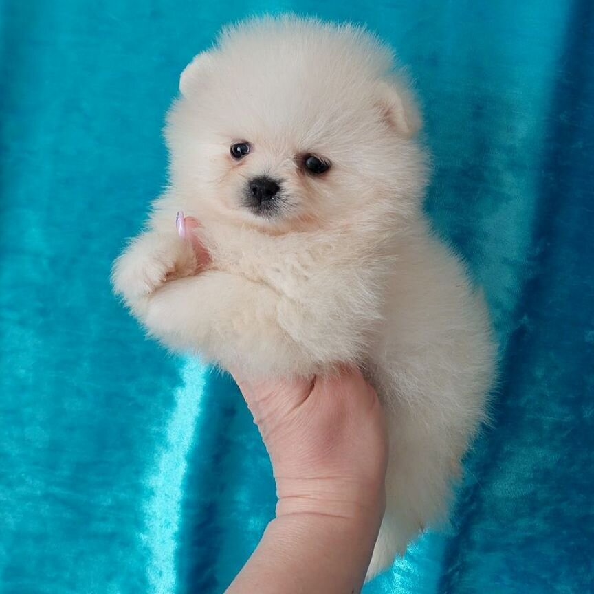 Померанский шпиц, щенок