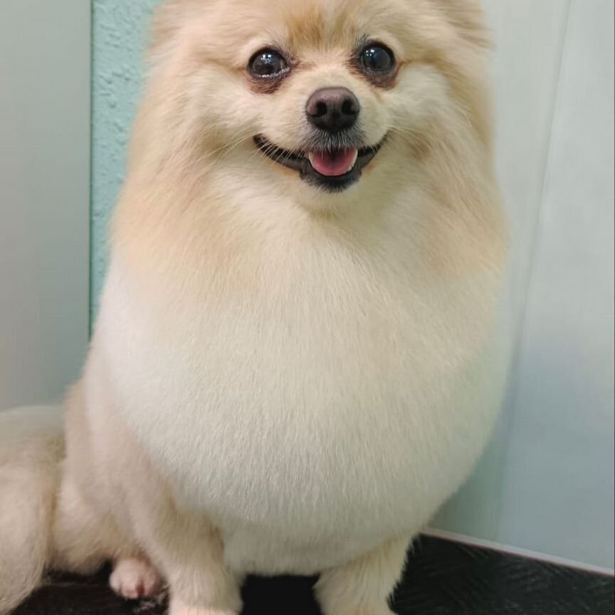 Померанский шпиц