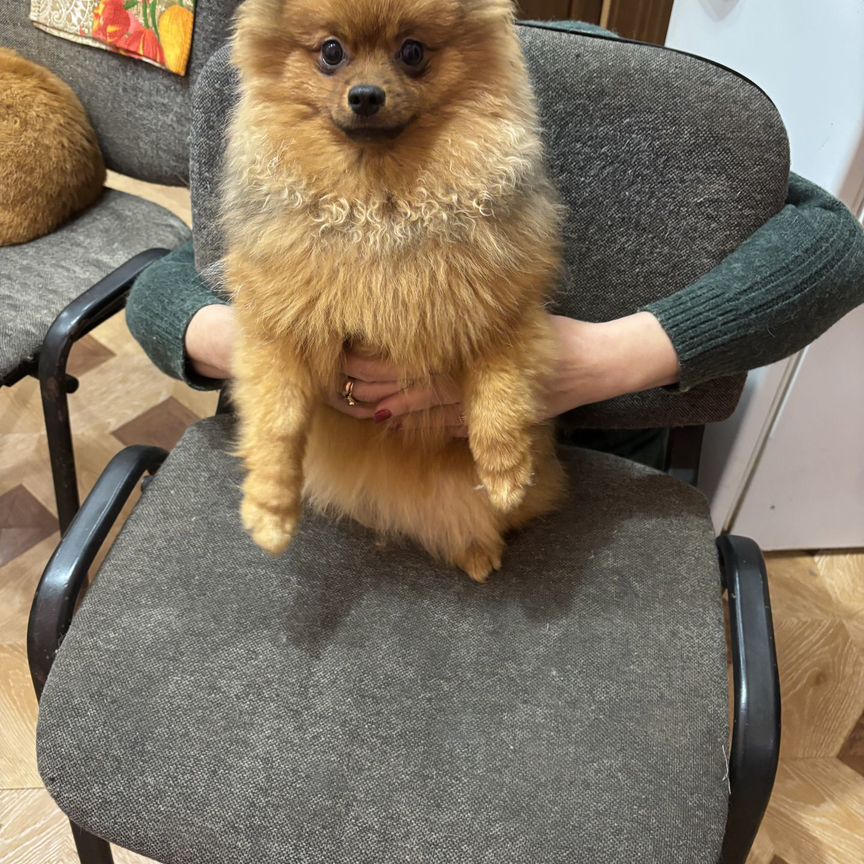 Немецкий шпиц, щенок