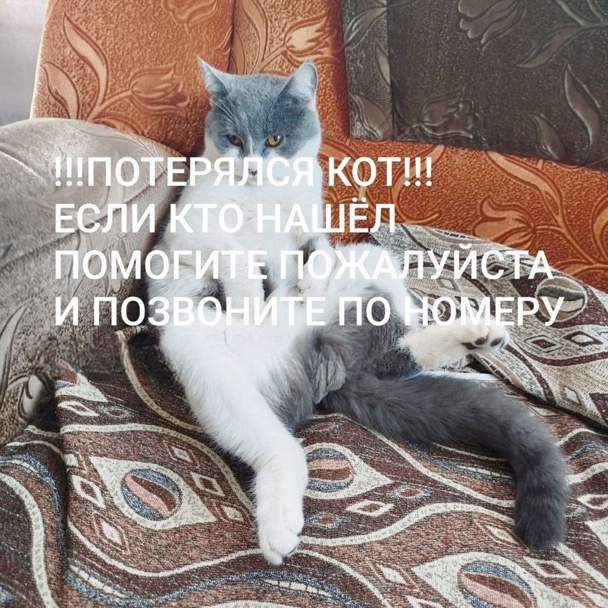 Потерялся кот