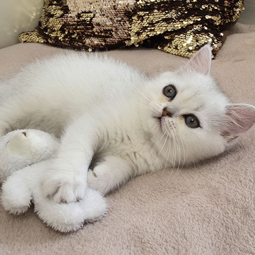 Шотландский прямоухий короткошёрстный котёнок