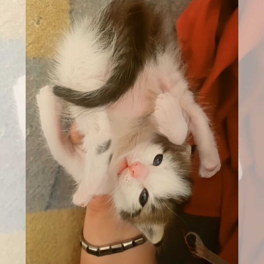 Котёнок в добрые руки