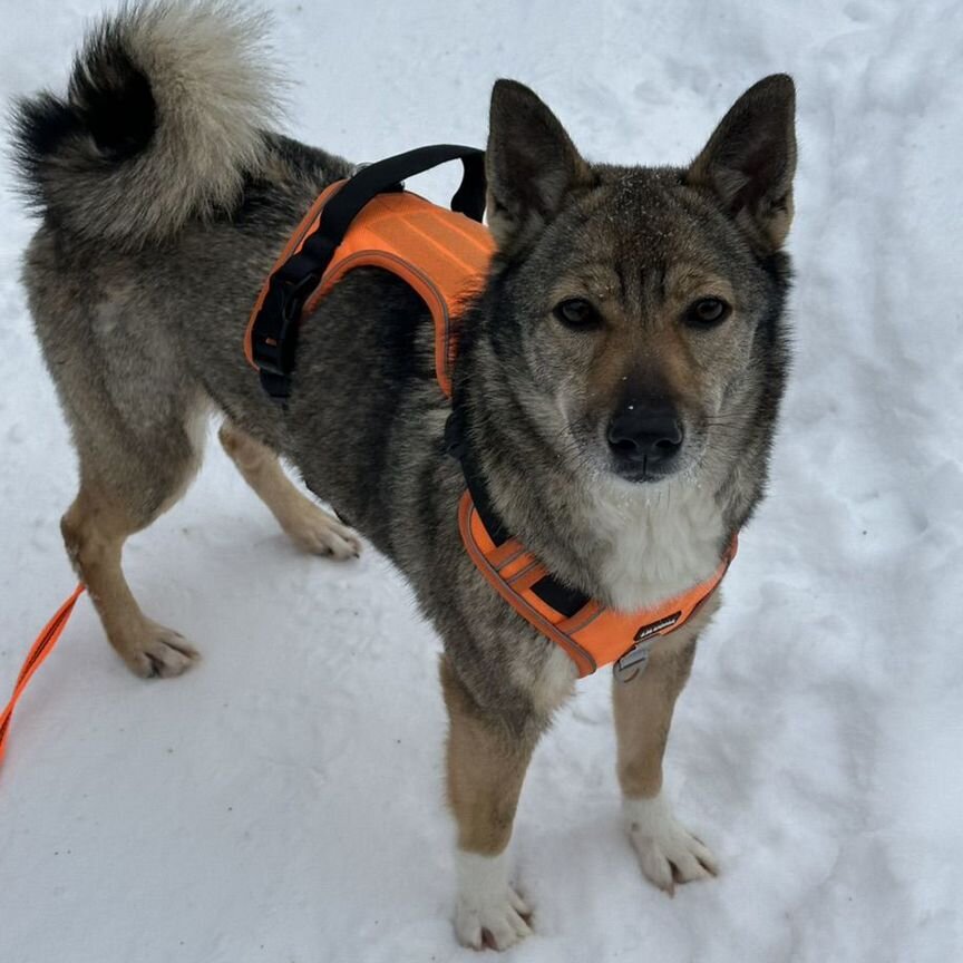 Амуниция для собаки, ошейник, нашивки