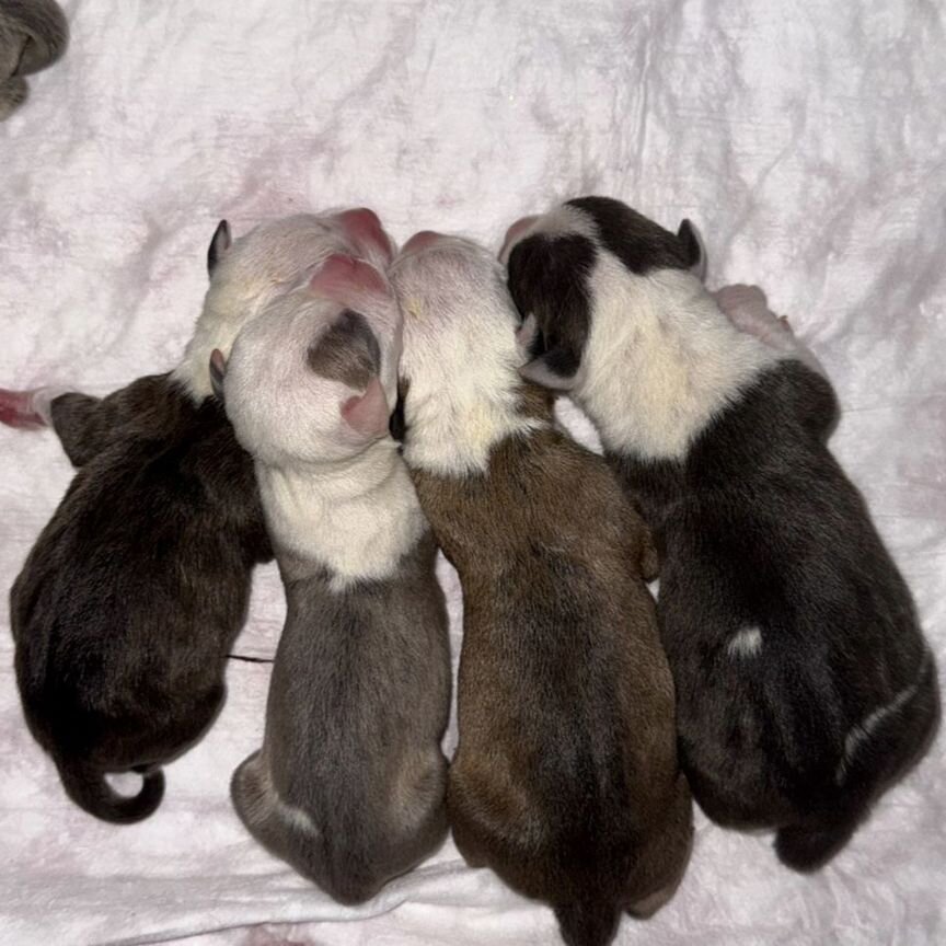 Американский стаффордширский терьер, щенок