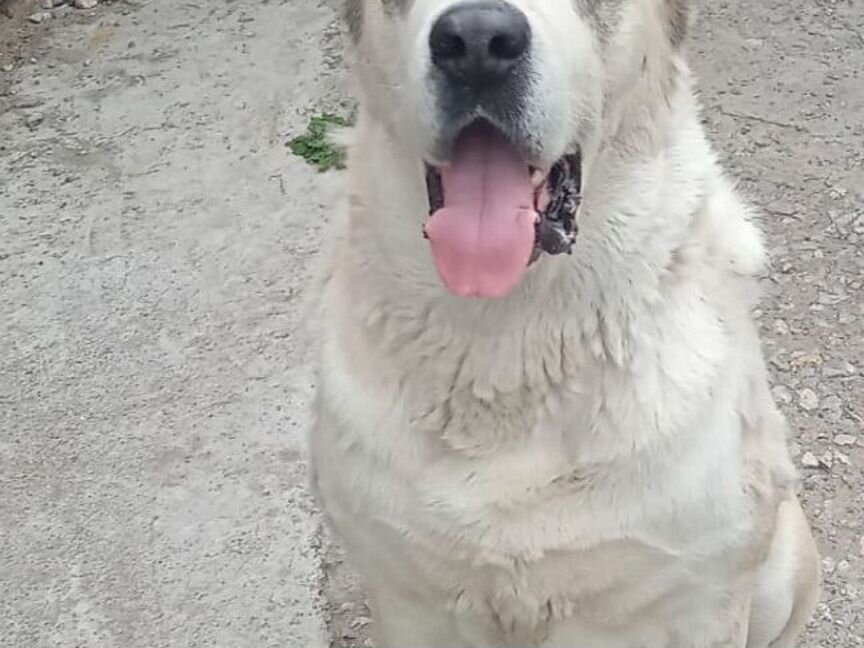 Среднеазиатская овчарка алабай