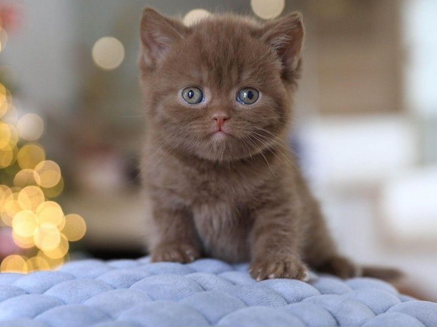 Британский мальчик BSH o