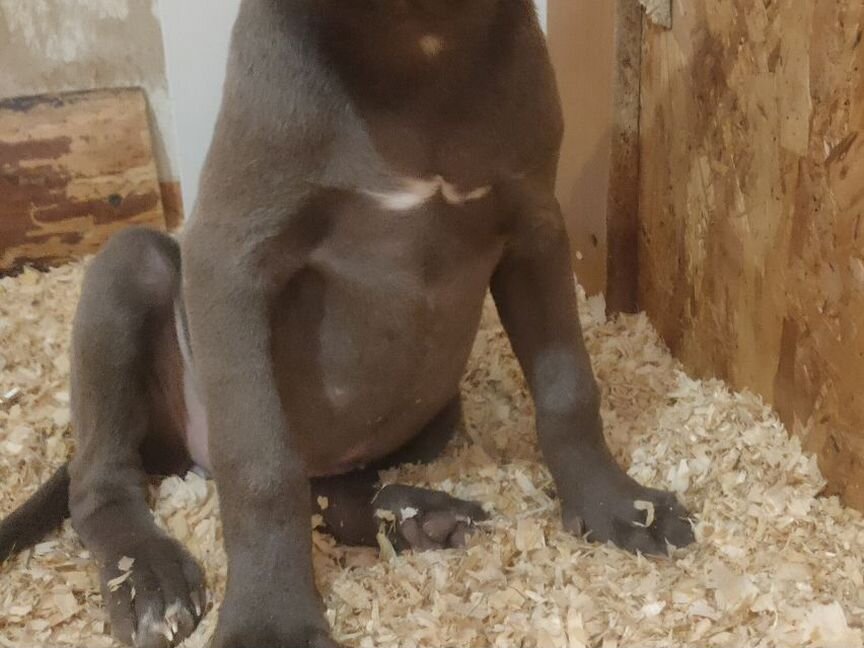 Американский питбультерьер щенки