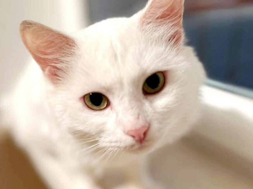 Мальчик Сахарок, 2 года, кастрирован