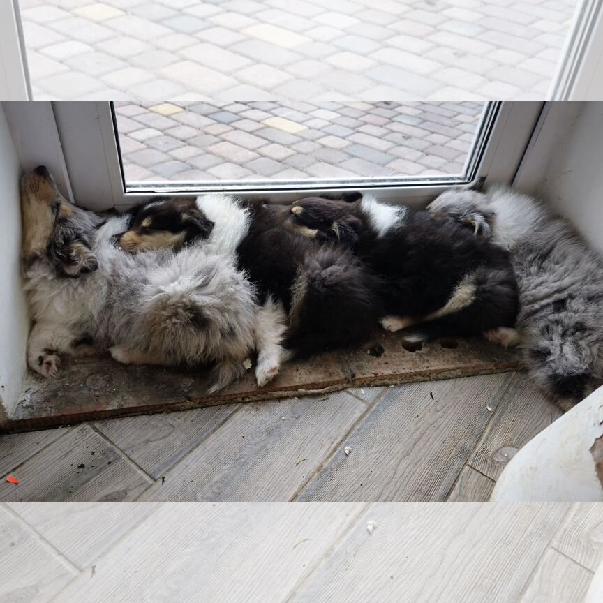 Щенки колли