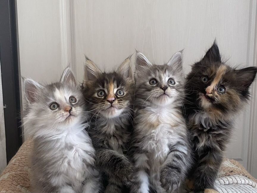 Котята мейн-кун
