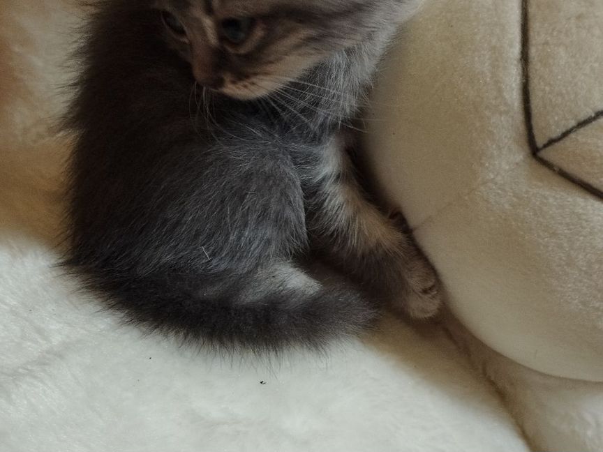 Британские котята